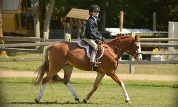 HOME | Stony Hill Stables