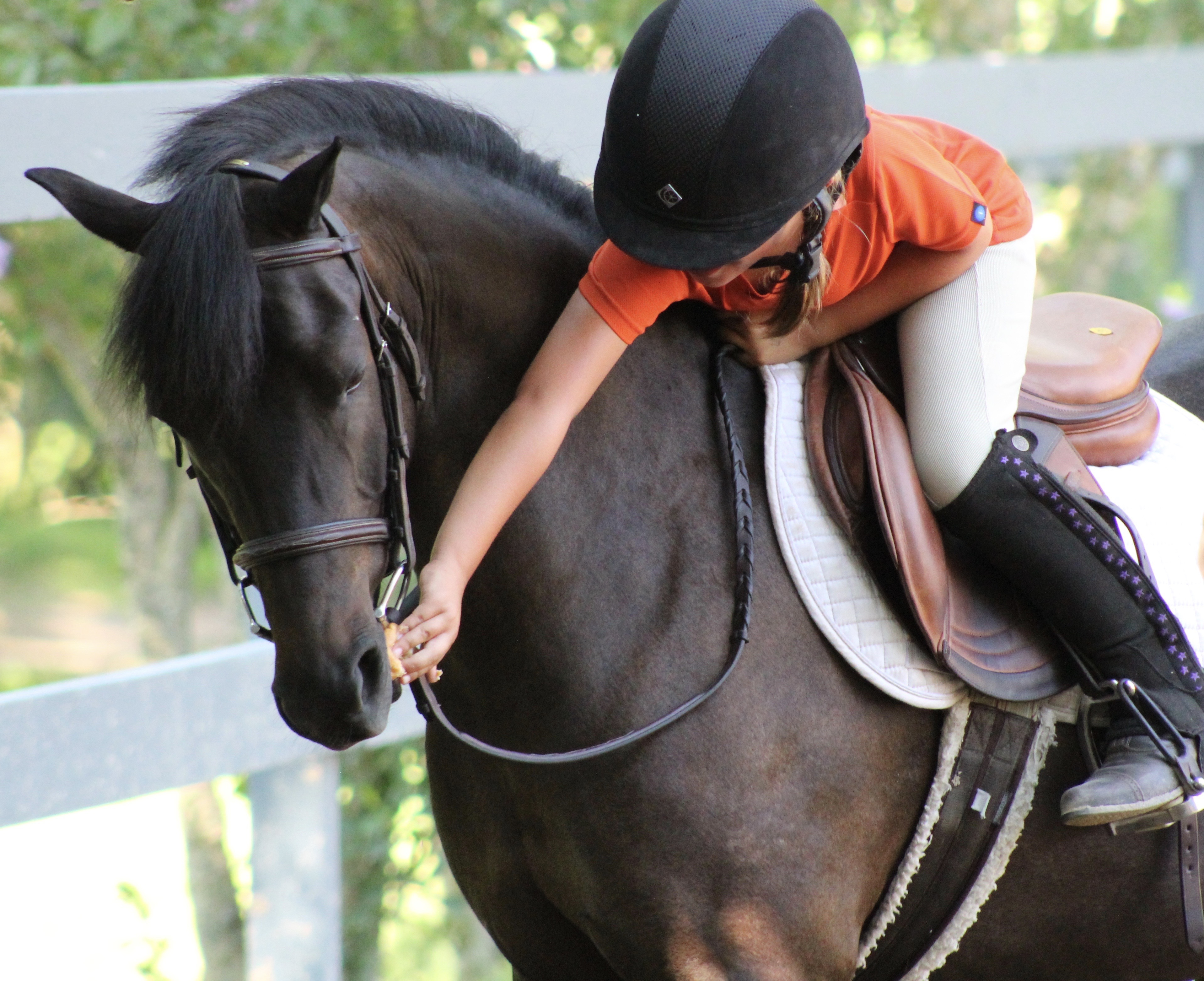 LESSONS | Stony Hill Stables