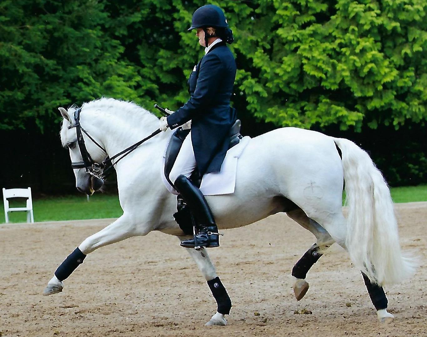 DRESSAGE | Stony Hill Stables