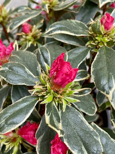 Rhododendron 'Bollywood' 3L | Pepper’sGardenCentre