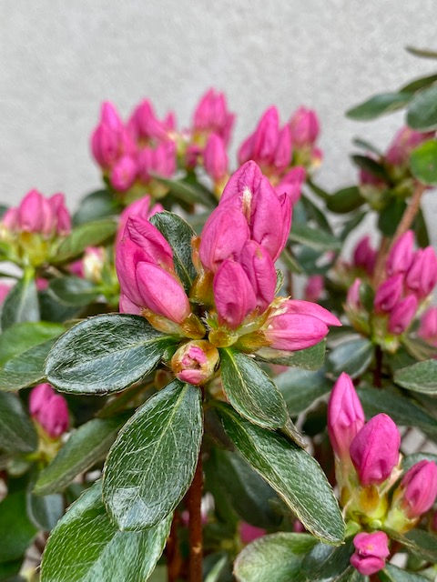 Shrubbery & Grasses | Pepper’s Garden Centre