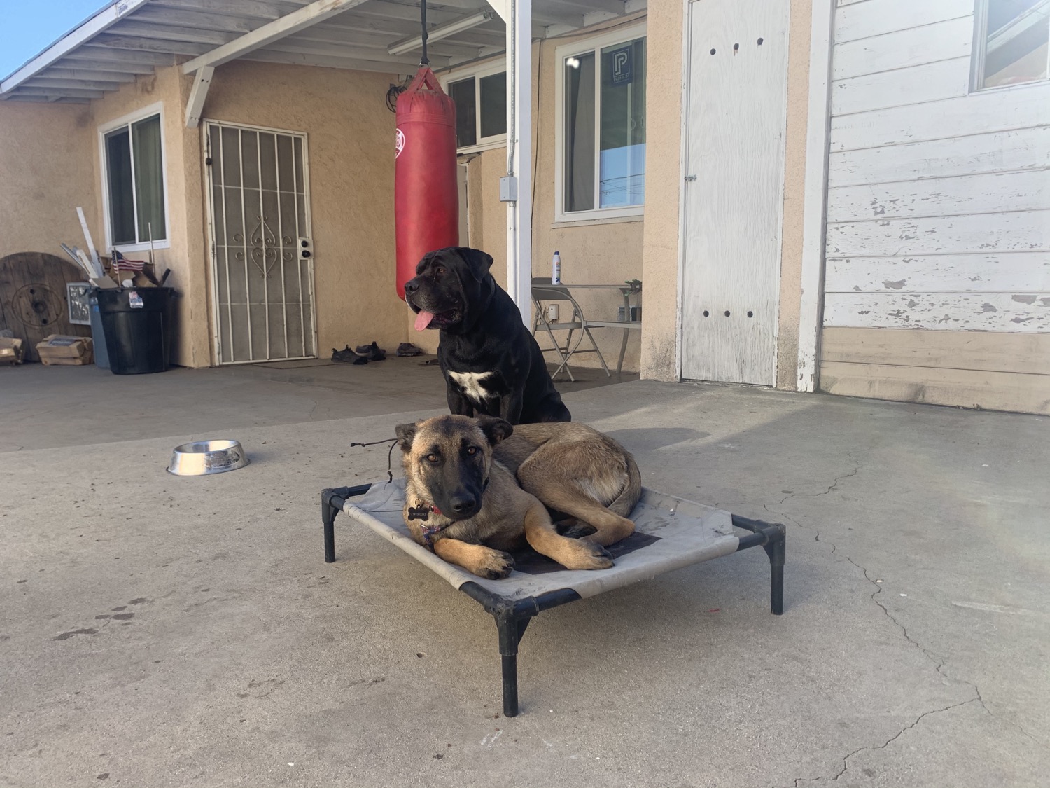 Nala | Belgian Malinois | Buena Park, CA | In Training