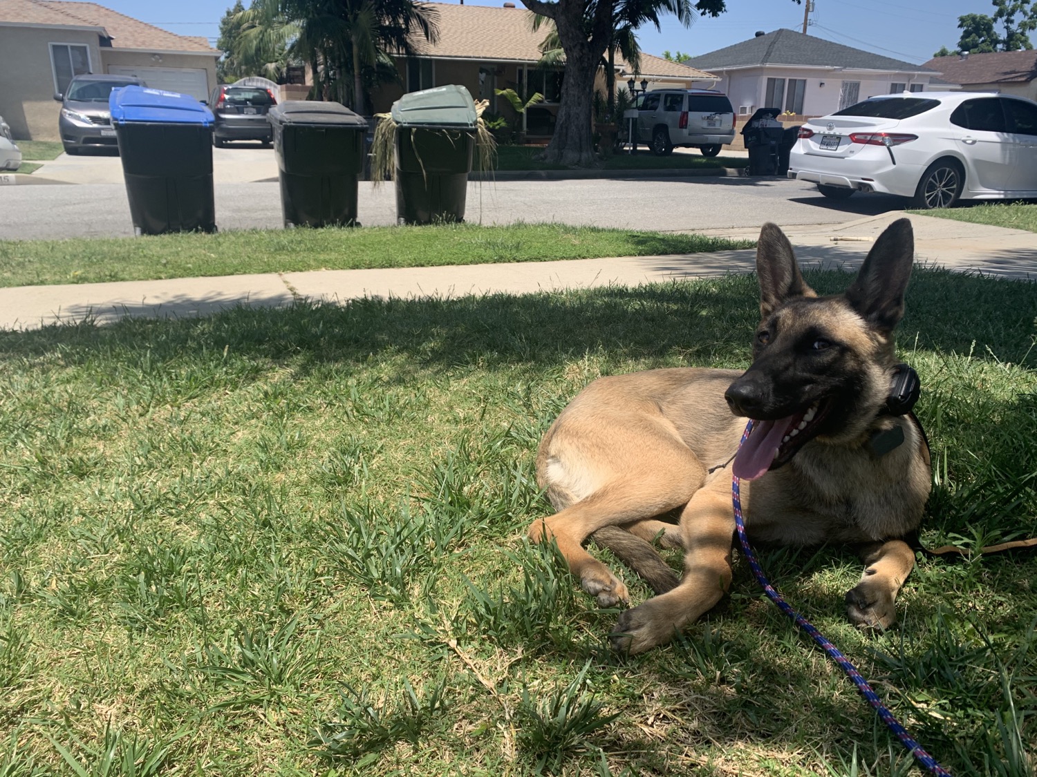Nala | Belgian Malinois | Buena Park, CA | In Training