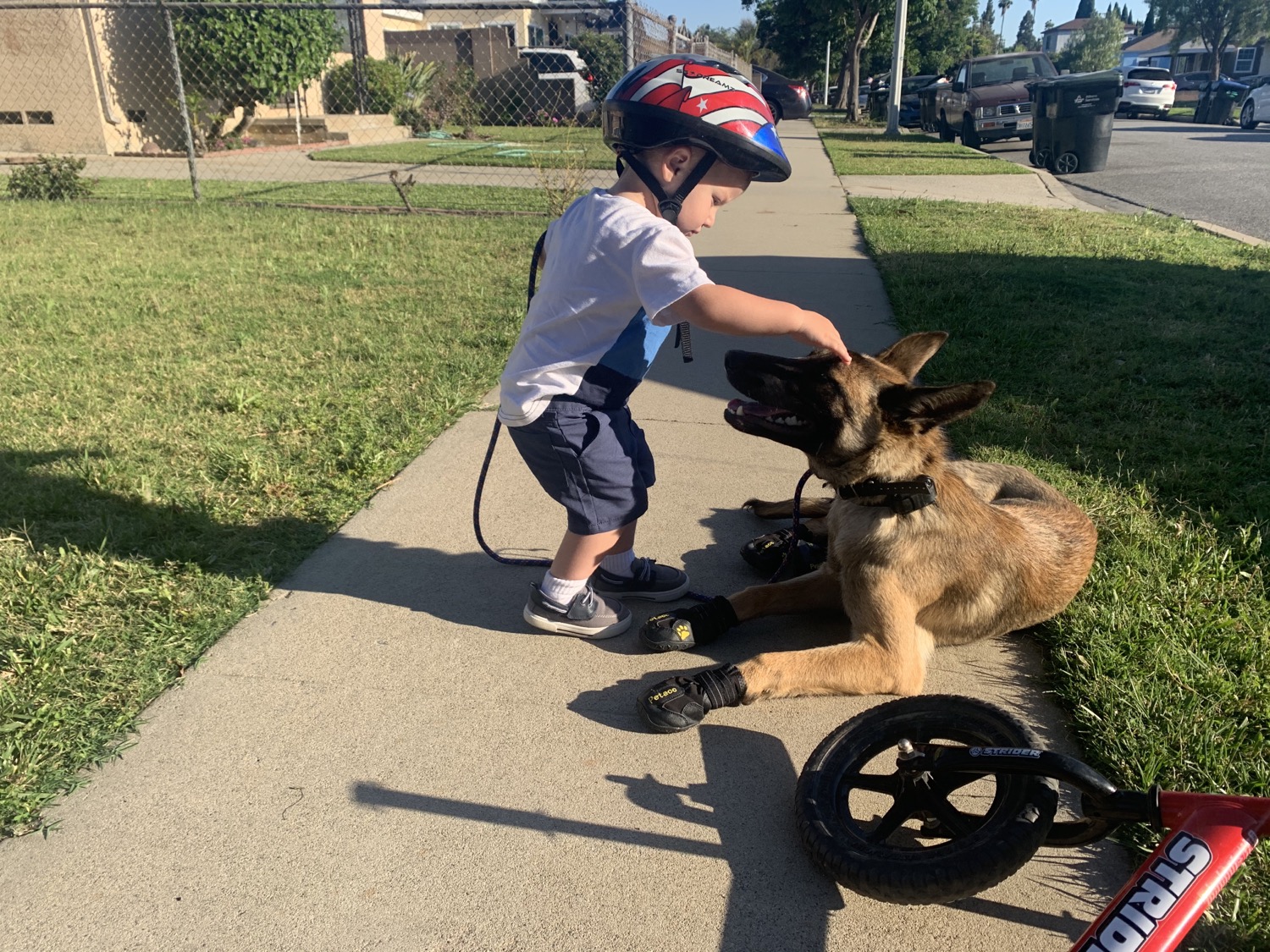 Nala | Belgian Malinois | Buena Park, CA | In Training