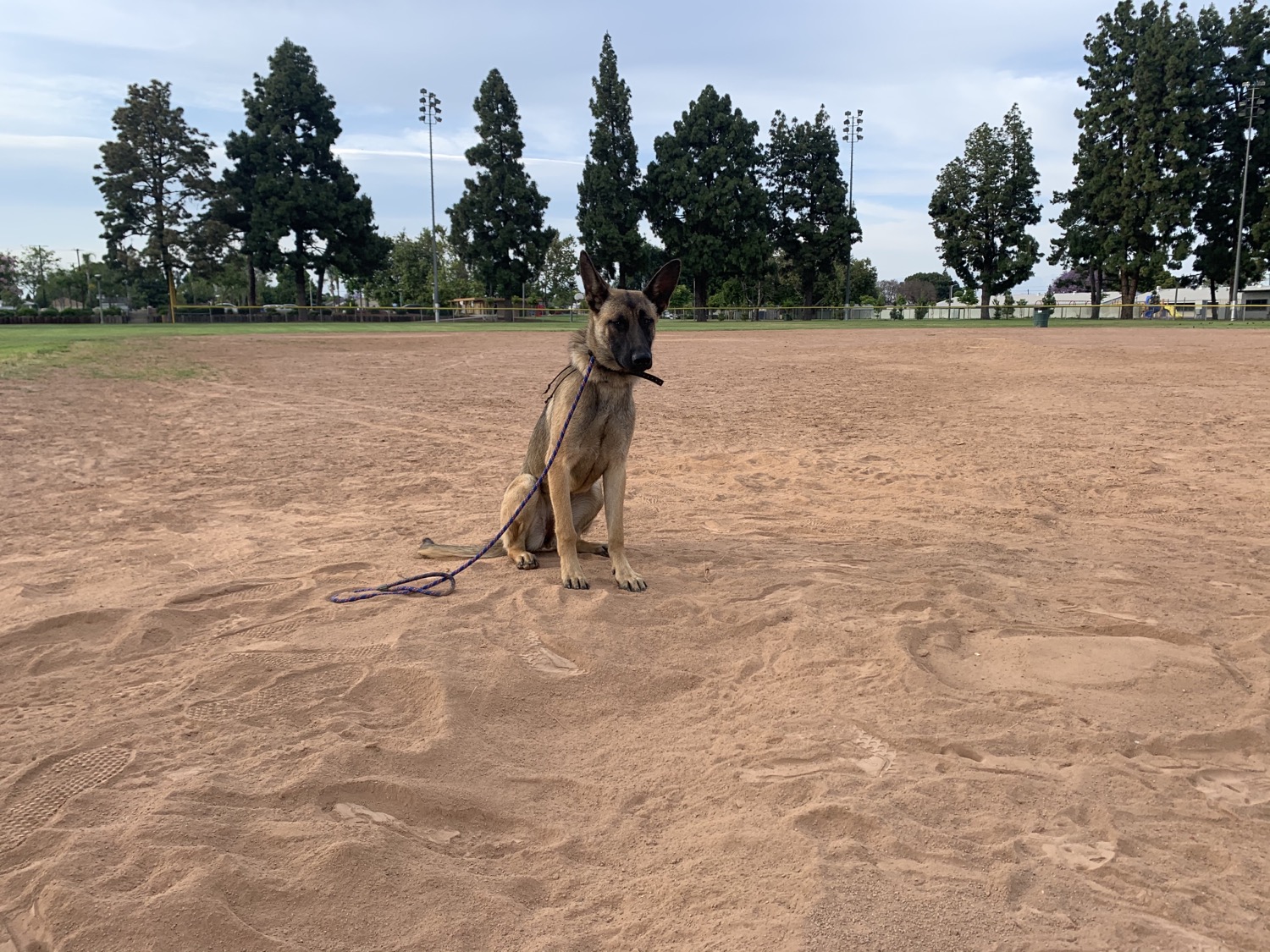 Nala | Belgian Malinois | Buena Park, CA | In Training