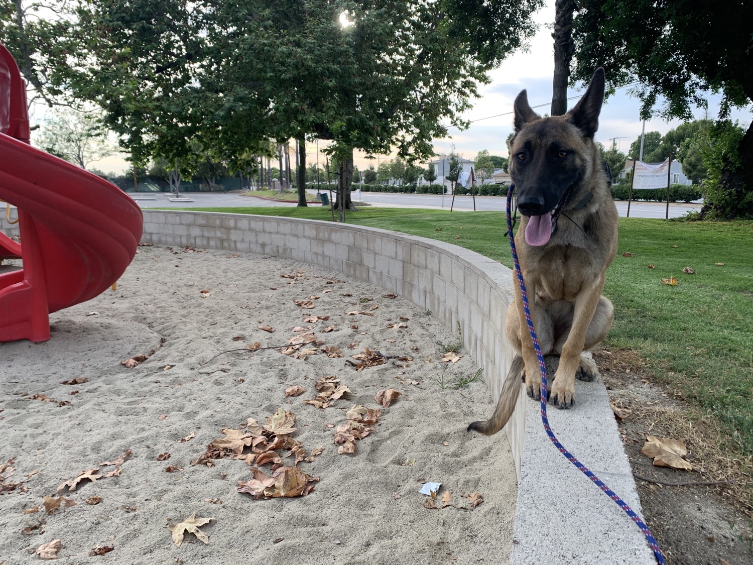 Nala | Belgian Malinois | Buena Park, CA | In Training