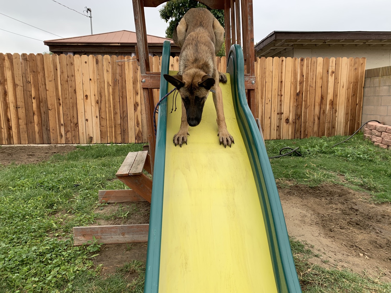 Nala | Belgian Malinois | Buena Park, CA | In Training