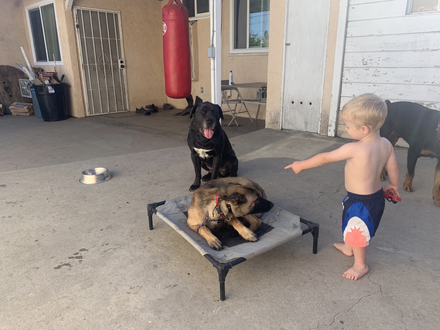 Nala | Belgian Malinois | Buena Park, CA | In Training