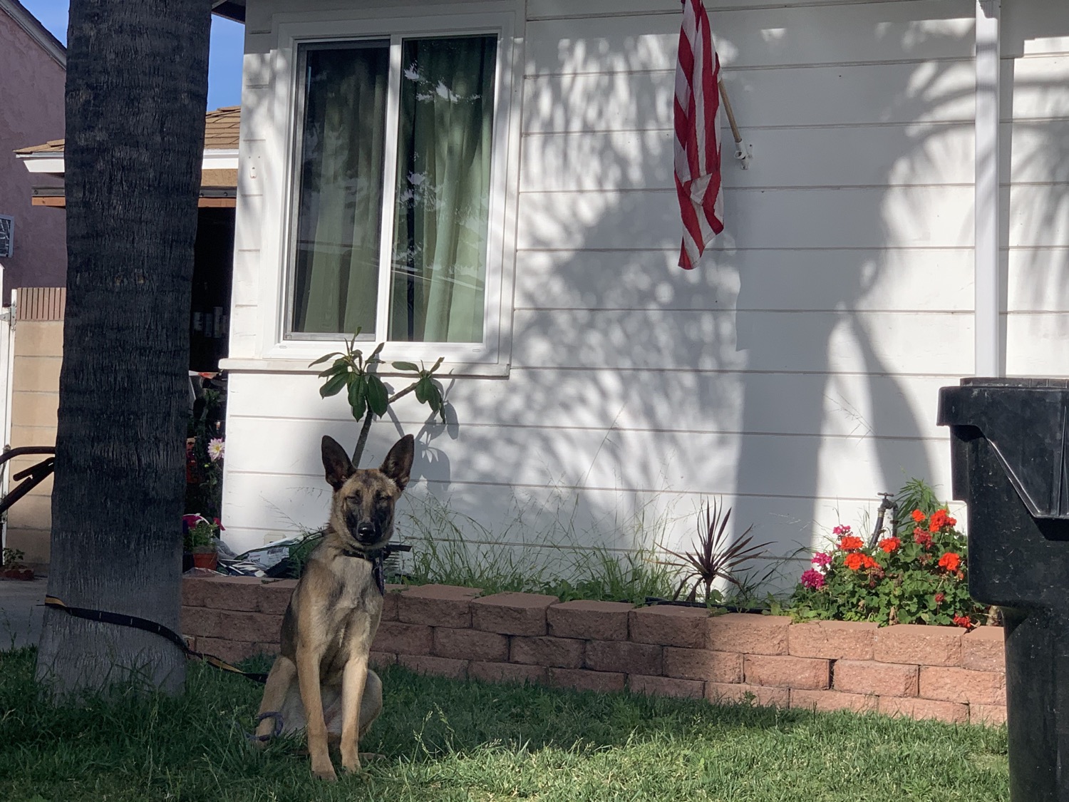Nala | Belgian Malinois | Buena Park, CA | In Training