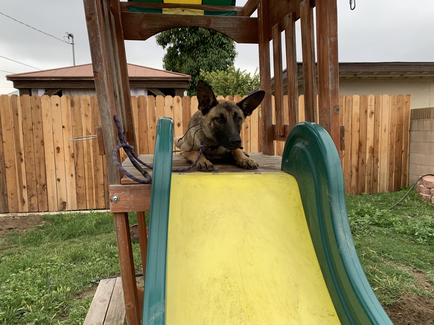 Nala | Belgian Malinois | Buena Park, CA | In Training