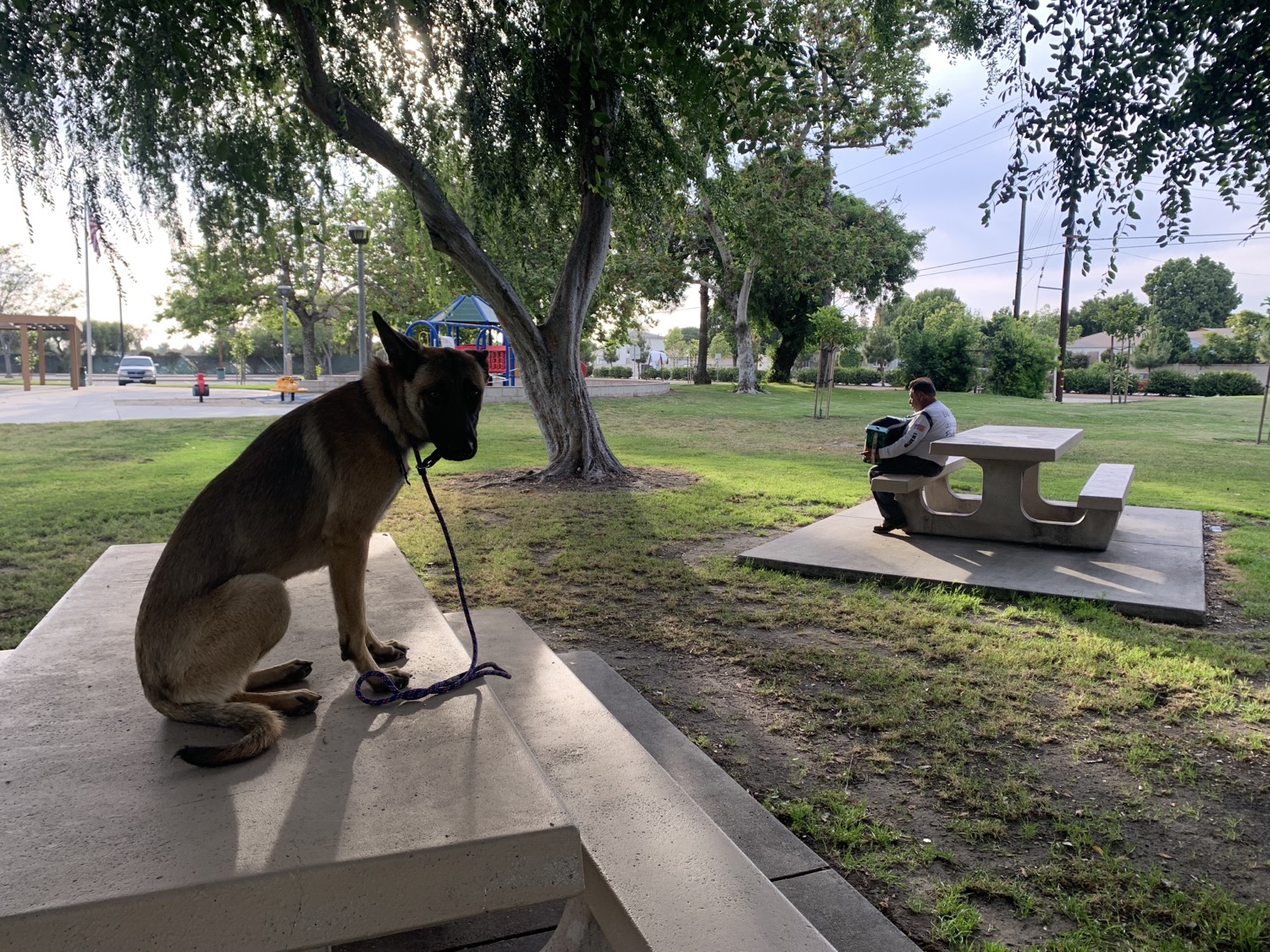 Nala | Belgian Malinois | Buena Park, CA | In Training