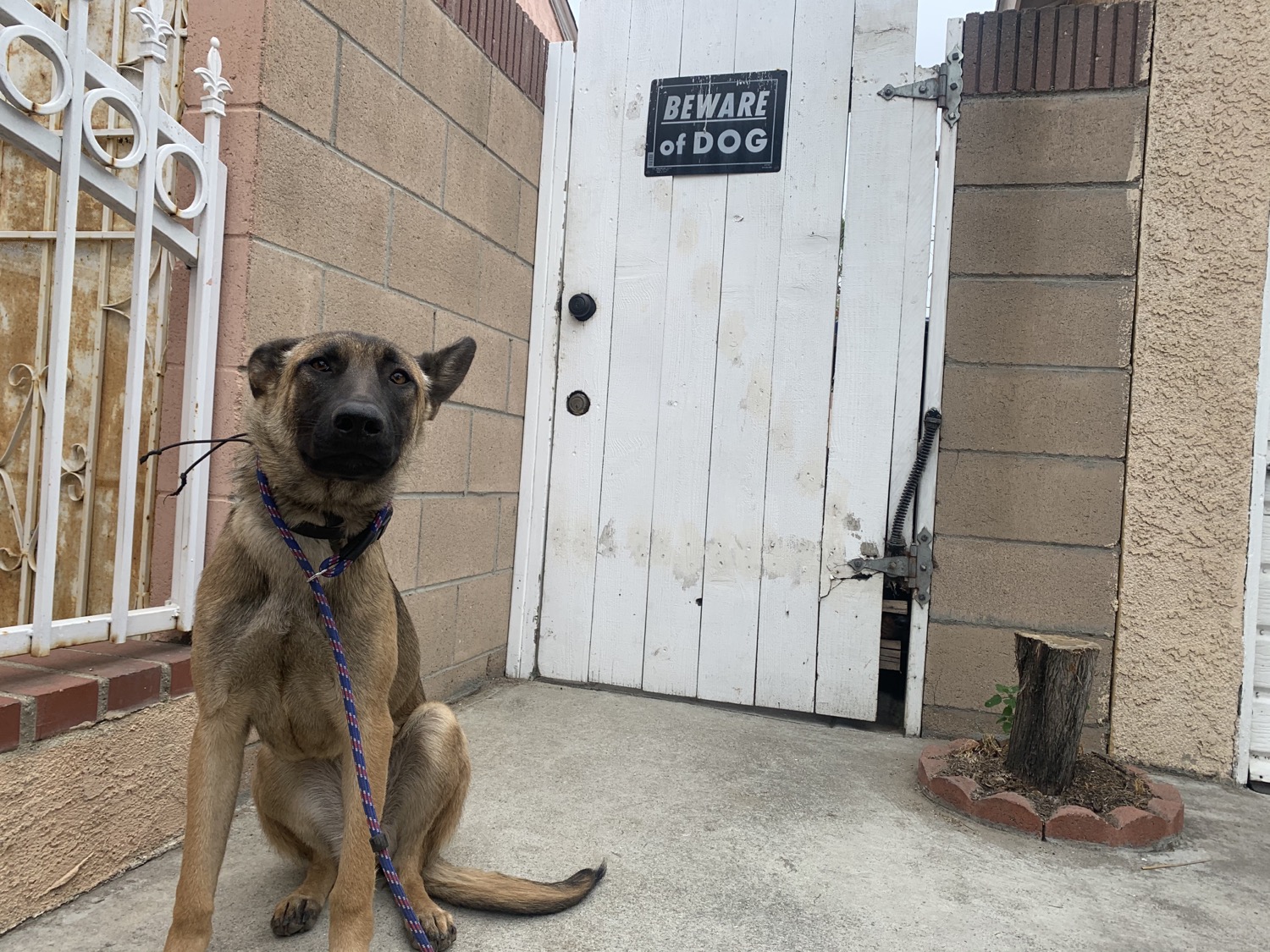 Nala | Belgian Malinois | Buena Park, CA | In Training