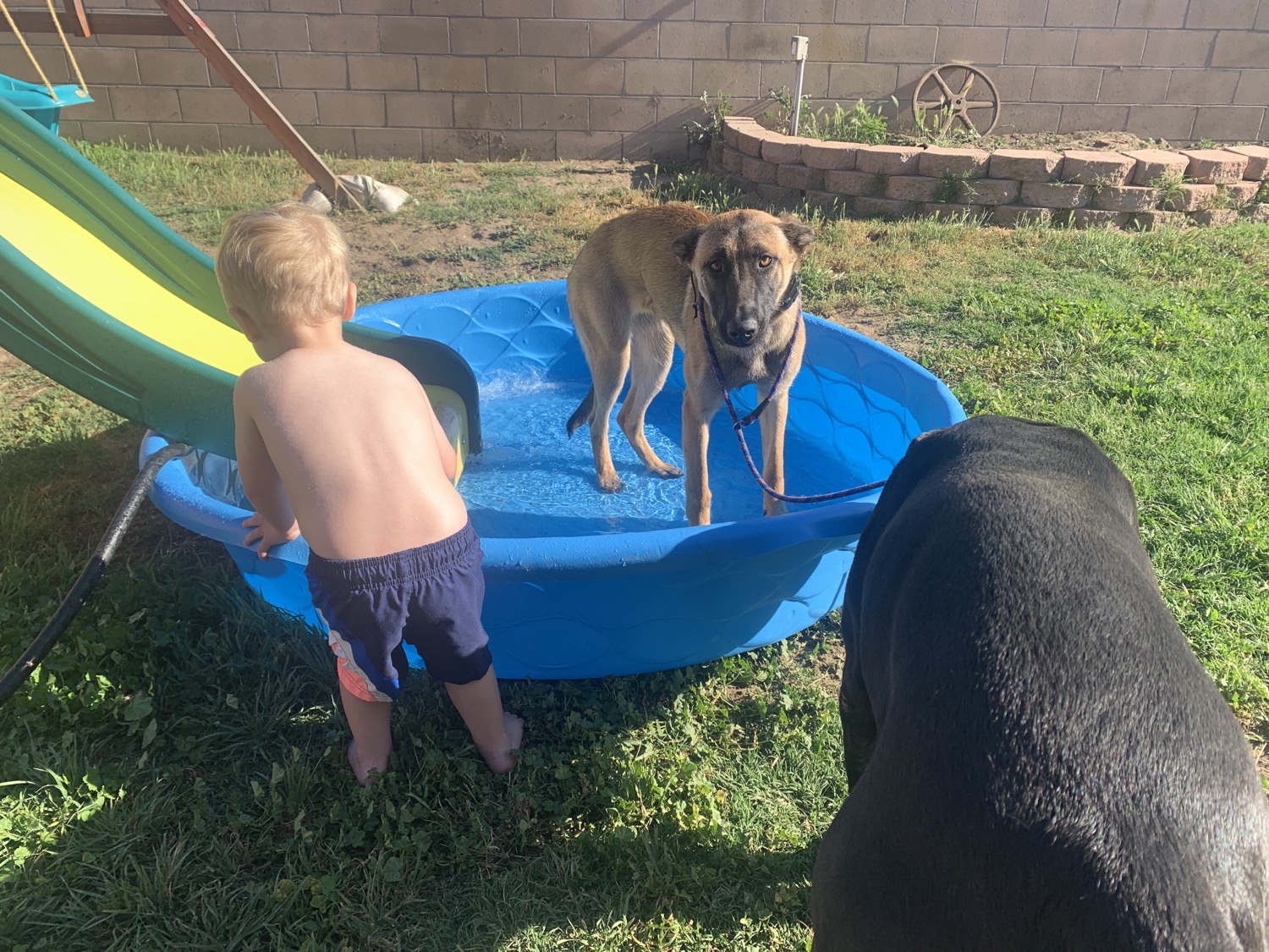 Nala | Belgian Malinois | Buena Park, CA | In Training
