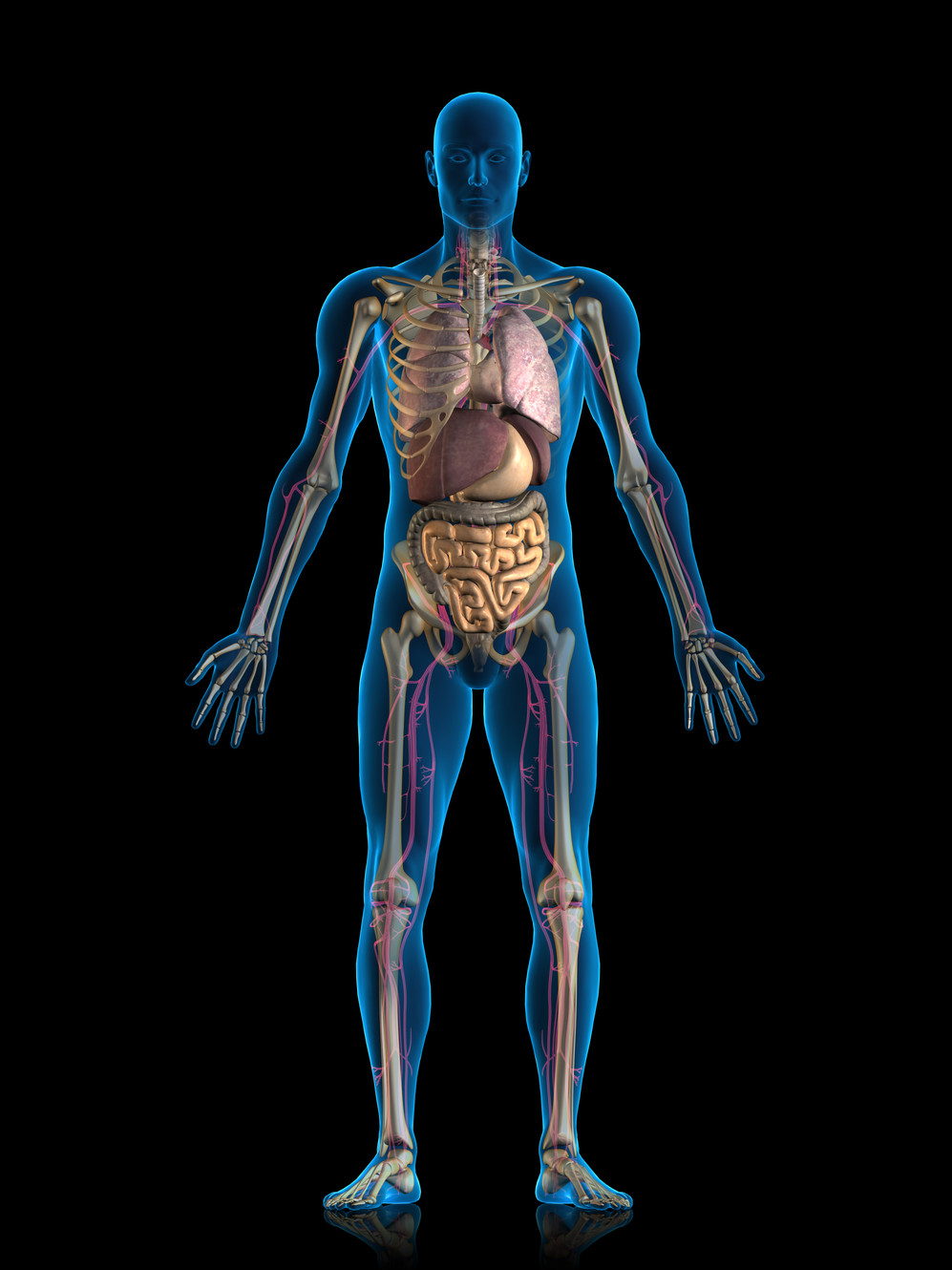 Name Your Organs Name Your Organs