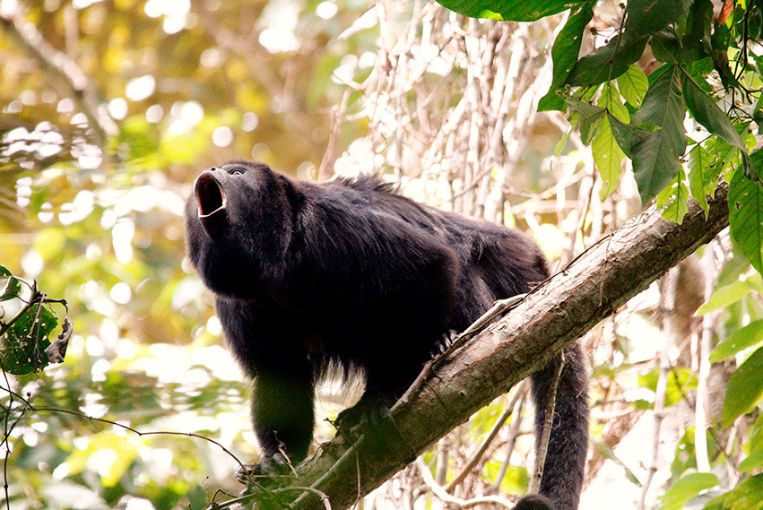 Monkey River Tour | Belize | Sea Terra Adventures