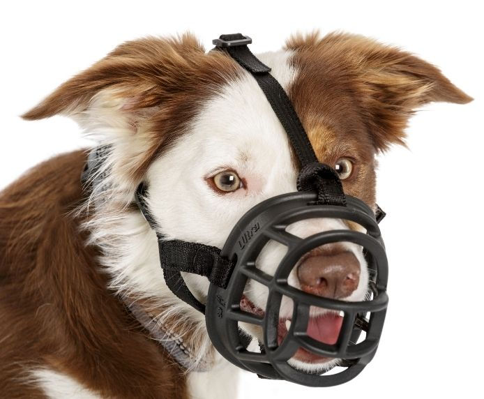 The Importance of Muzzle Training