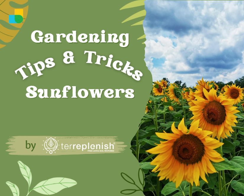 Sunflower Shoots to Full Sunflowers: Sunflower Microgreens and Outdoor ...
