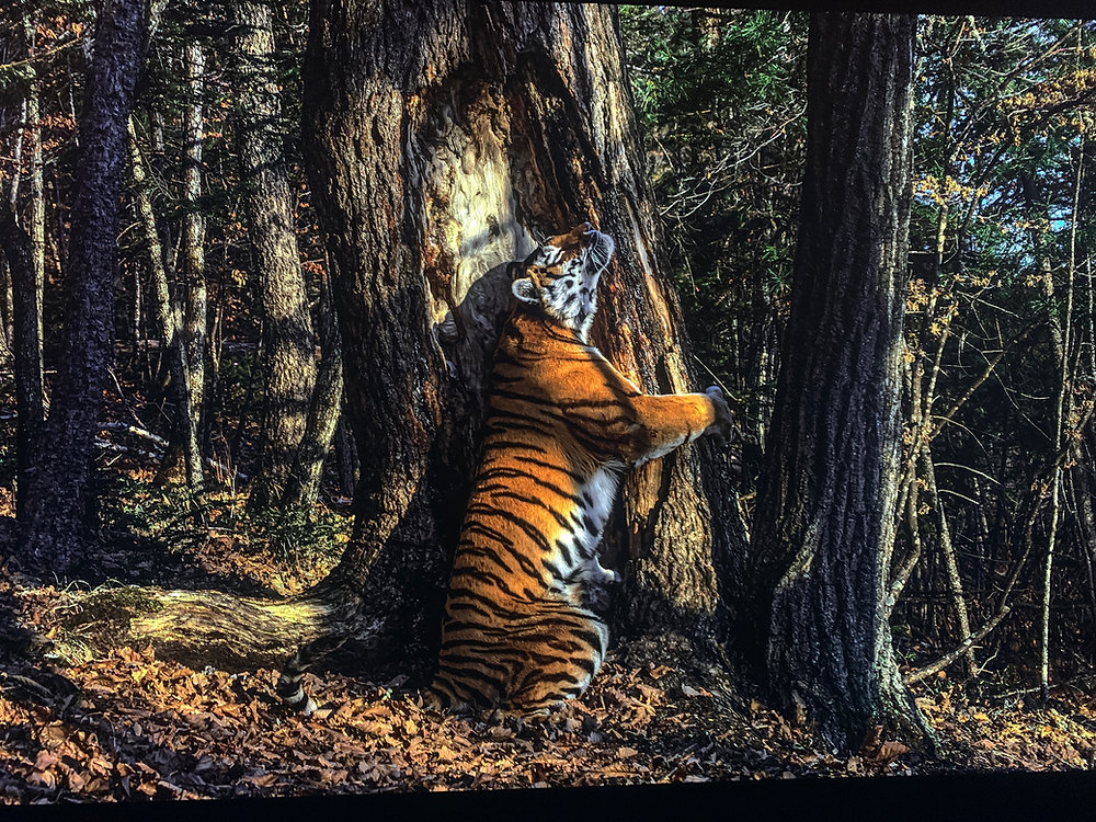 Wildlife Photographer of the Year