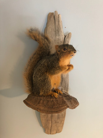 Freeze Dry | Taxidermy | Pittsburgh | Pennsylvania