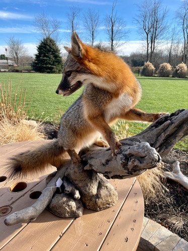 Freeze Dry | Taxidermy | Pittsburgh | Pennsylvania