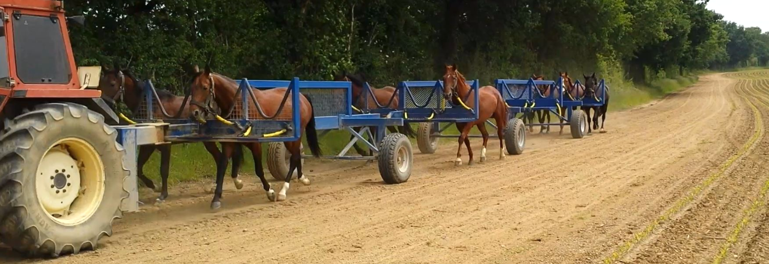 Fabricant et Distributeur de matériel cheval marcheur cheval, herses..
