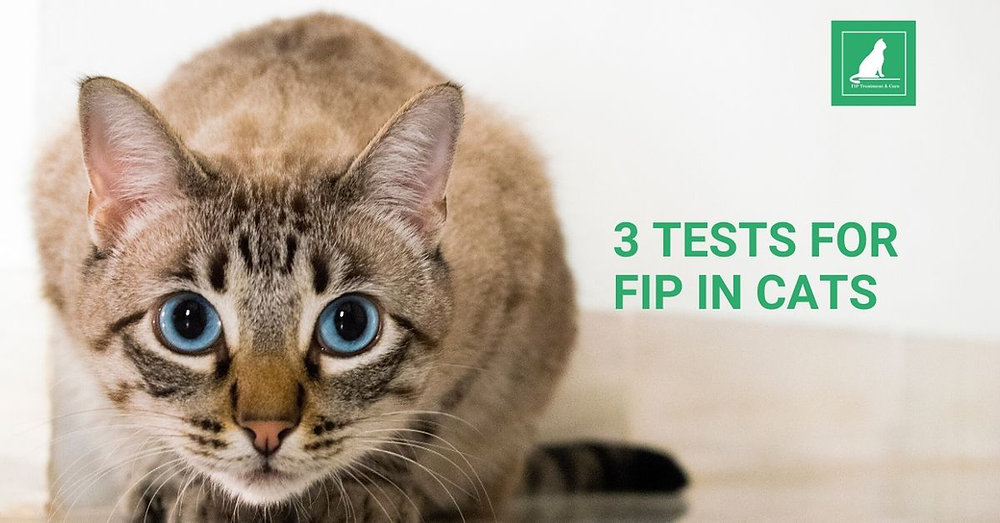 4 tests that determines if your cat has FIP