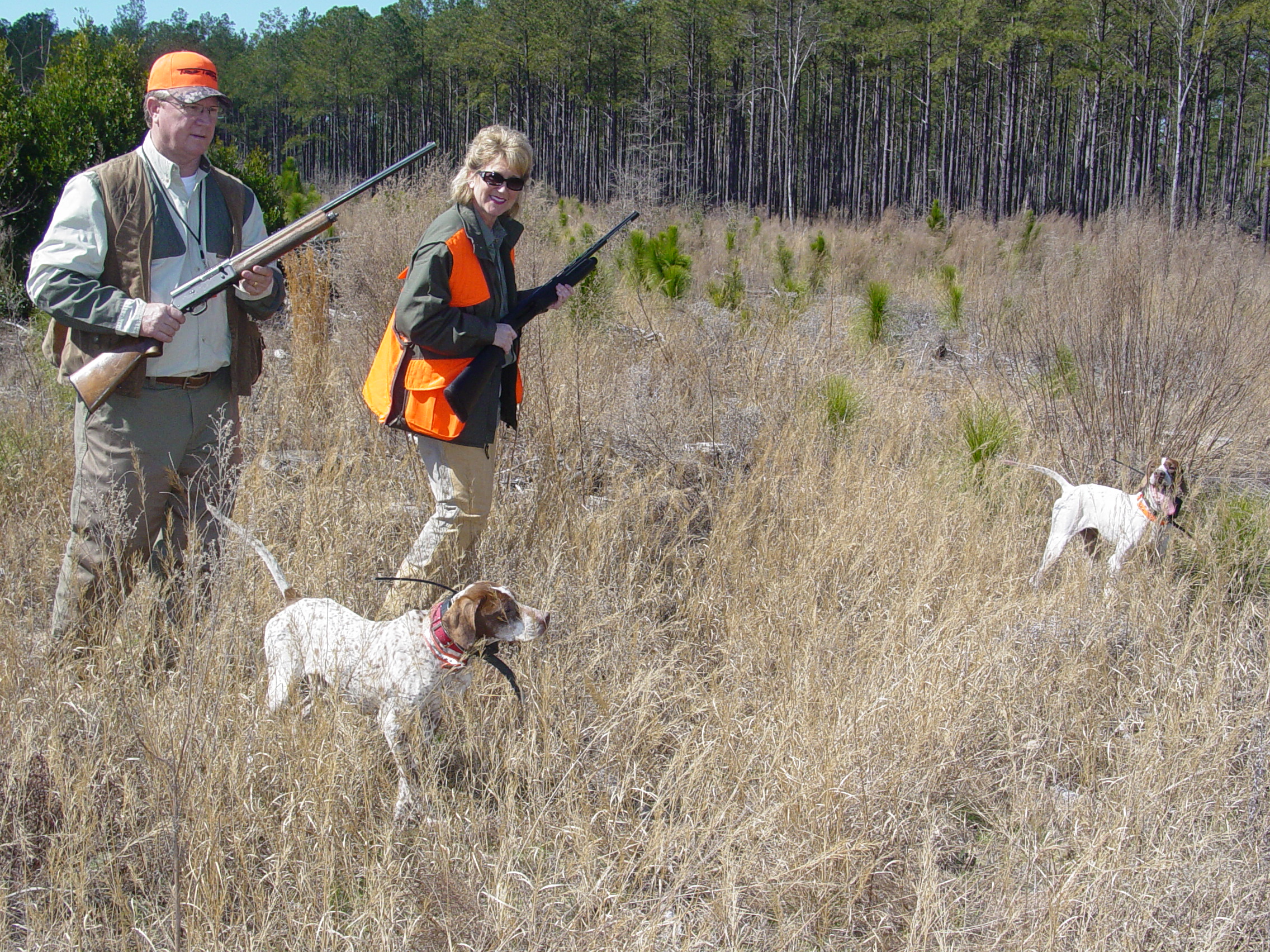 Blackwater Guided Quail Hunting In SC Low Country blackwater-guided-quail-hunting-in-sc-low-country