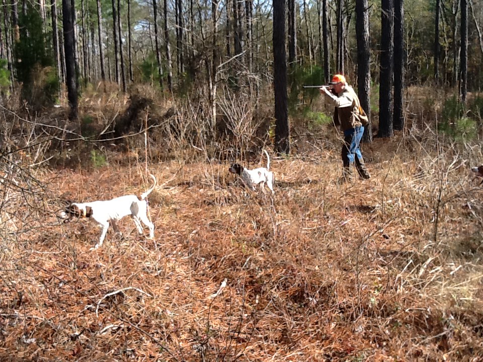 Blackwater Guided Quail Hunting In SC Low Country blackwater-guided-quail-hunting-in-sc-low-country