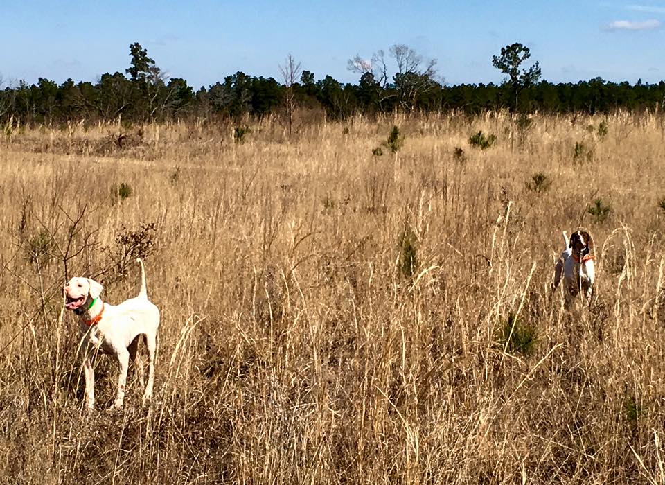 Blackwater Guided Quail Hunting In SC Low Country blackwater-guided-quail-hunting-in-sc-low-country