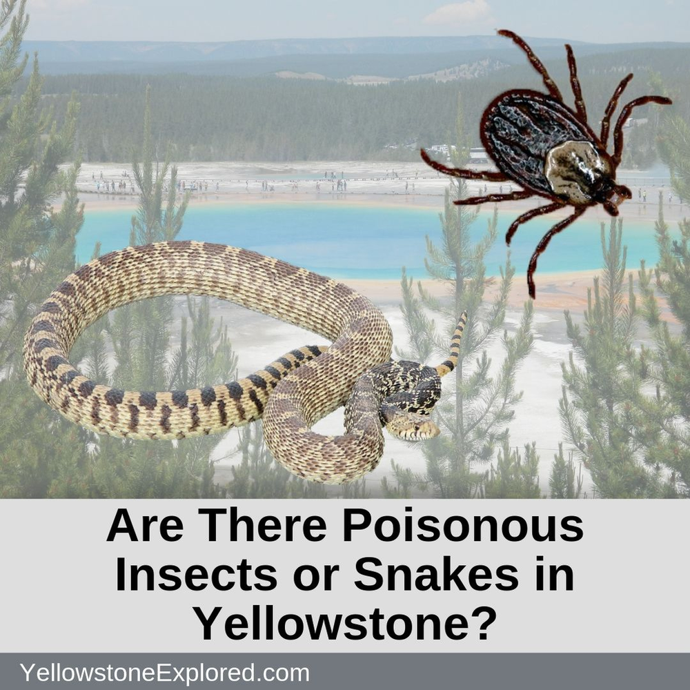 Are There Poisonous Snakes In Yellowstone Park at Tawny Dunn blog