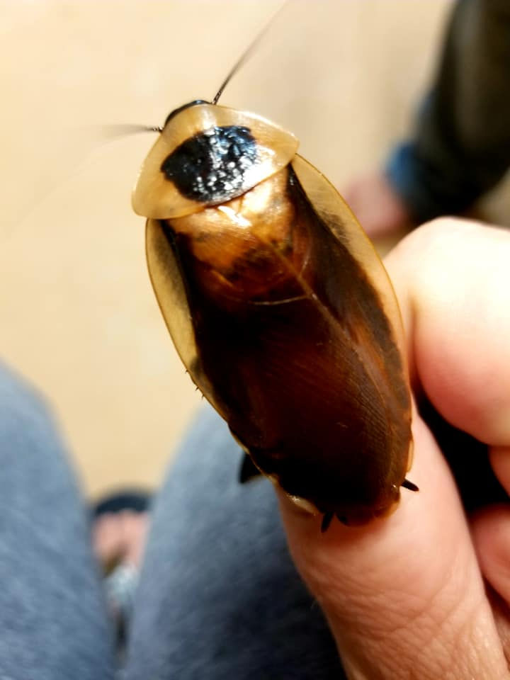 Luna Roaches | Shop | Discoid Roaches