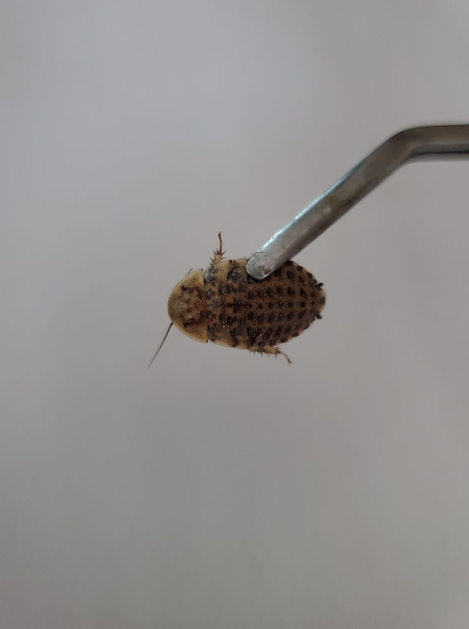 Luna Roaches | How to take care of your Discoid Roaches