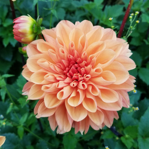 Orange King | Sunset View Farm Dahlias