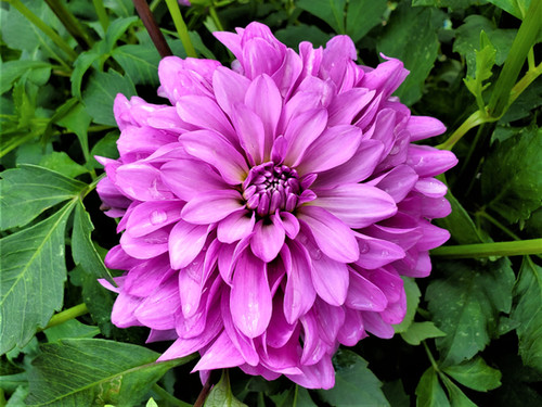 Bluetiful | Sunset View Farm Dahlias