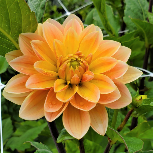 Mister Frans | Sunset View Farm Dahlias