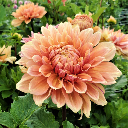 Ben Huston | Sunset View Farm Dahlias