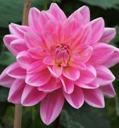 Gerrie Hoek | SVF Dahlias