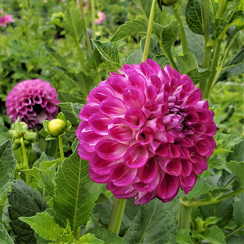 AC Devin | Sunset View Farm Dahlias