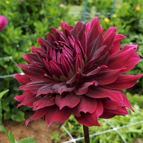 Rip City | Sunset View Farm Dahlias