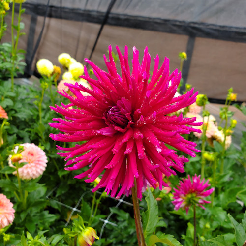 River's Spikey Norm | Sunset View Farm Dahlias