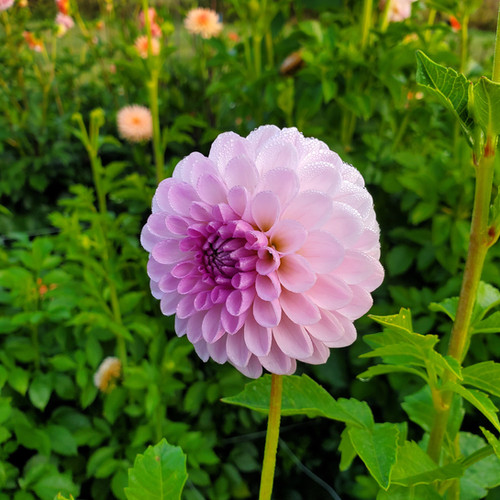 Megan Dean | Sunset View Farm Dahlias