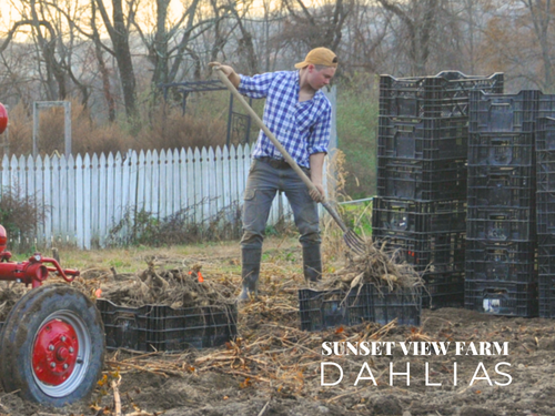 Harvest Moonlight | SVF Dahlias