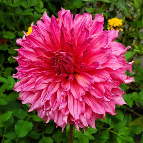 Islander | Sunset View Farm Dahlias