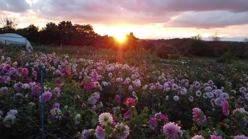 Sunset Garden Tour | Sunset View Farm Dahlias