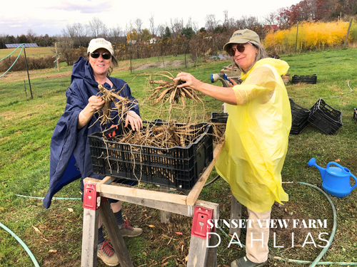 Southern Belle | SVF Dahlias