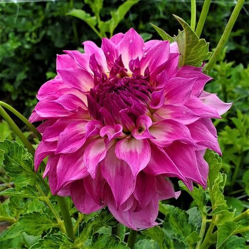 Colorado Classic | Sunset View Farm Dahlias