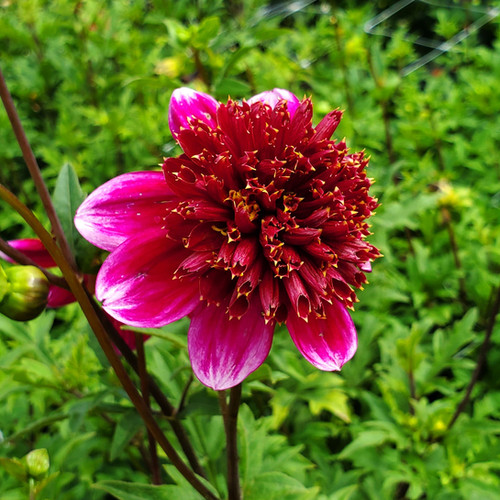 Rock Star | Sunset View Farm Dahlias