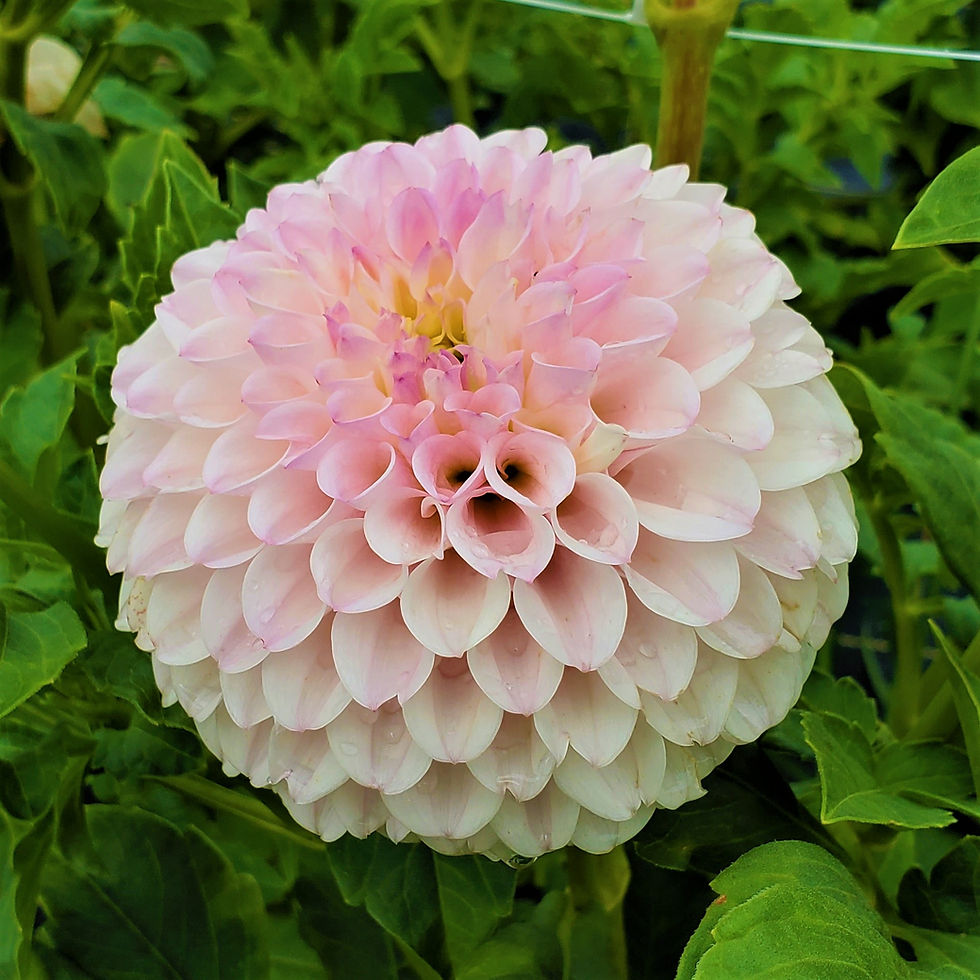 Pink Pearl Dahlia