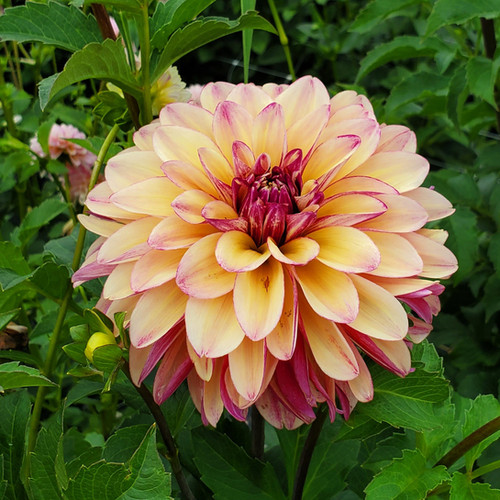Gitts Crazy | Sunset View Farm Dahlias