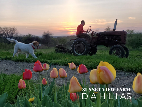 Miss Amara | SVF Dahlias